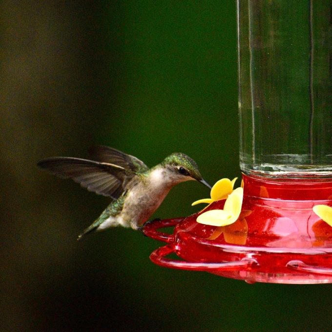 Keep Feeders up for Late Migrating Fall Hummingbirds