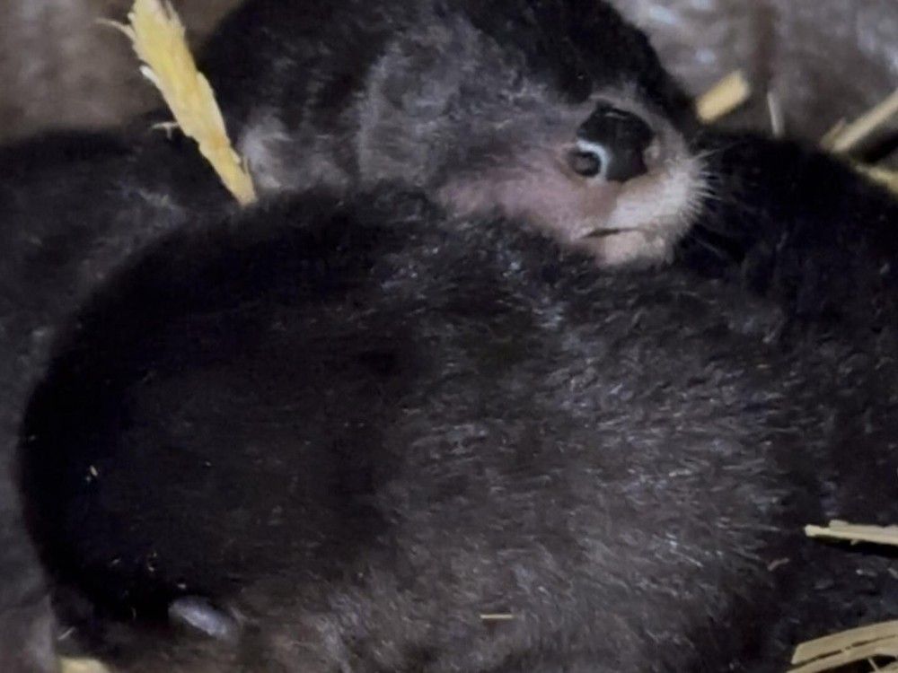 Otter dies in tragic accident at the Calgary Zoo/ Wilder Institute