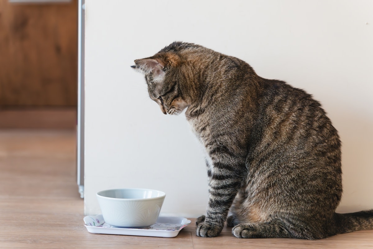 Hilarious Tale of Tabby' Cat's Weight Loss Leads to Double Dinner Bliss