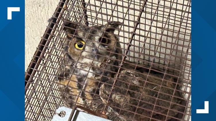 'Owl in a day's work' | Waco Police rescue great horned owl trapped at ...