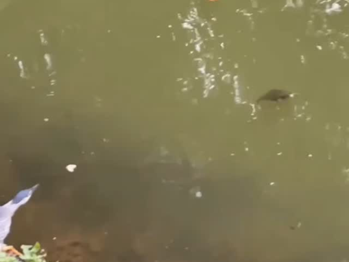 Pássaro usa pedaço de pão como isca para pescar peixe e vídeo impressiona