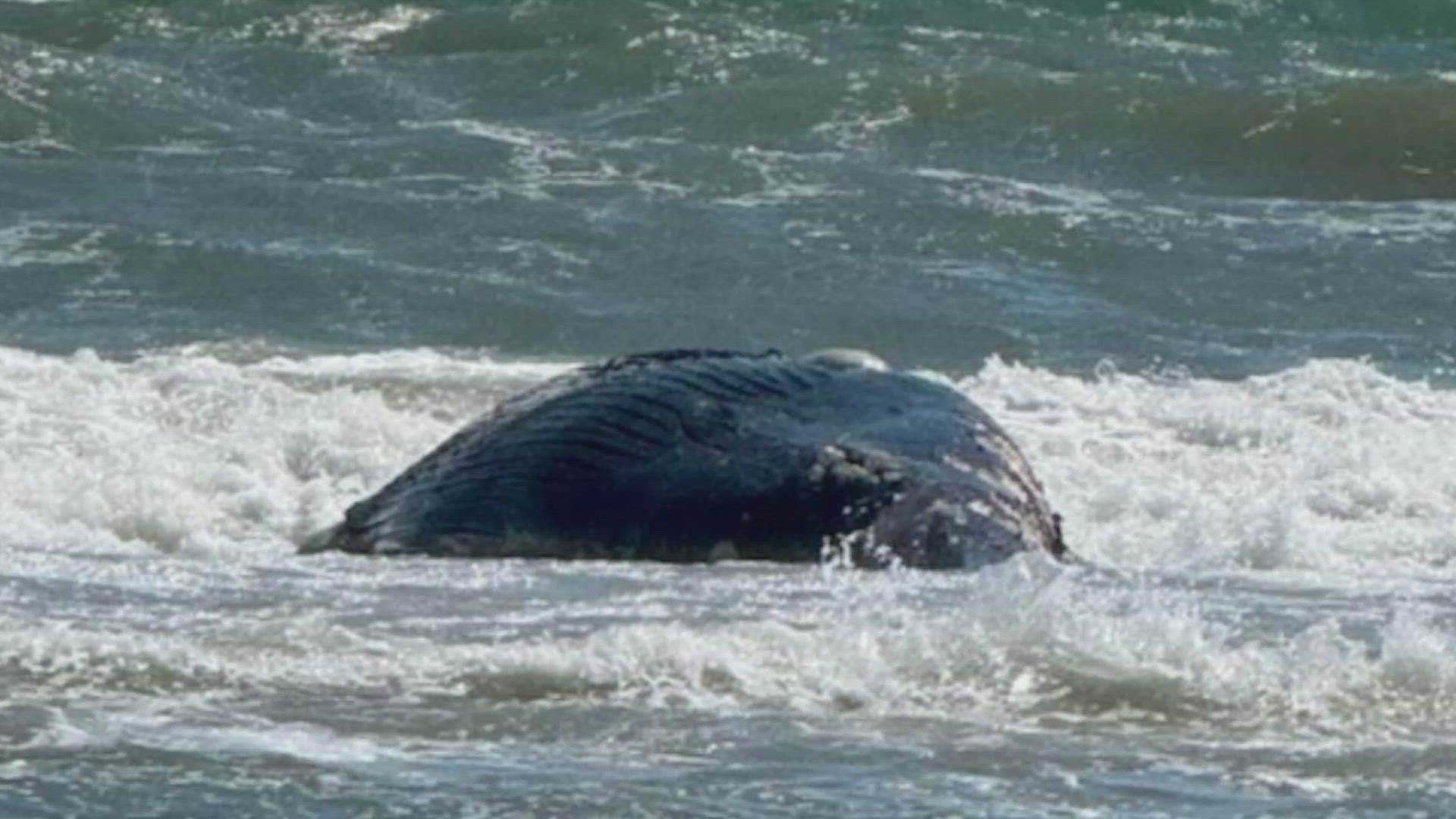 Whale carcass washes up on Outer Banks