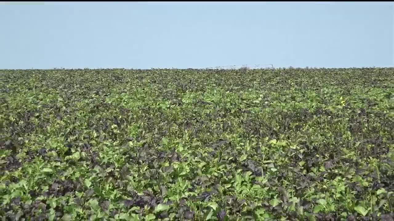 Researchers update tool to help Iowa farmers select cover crop varieties
