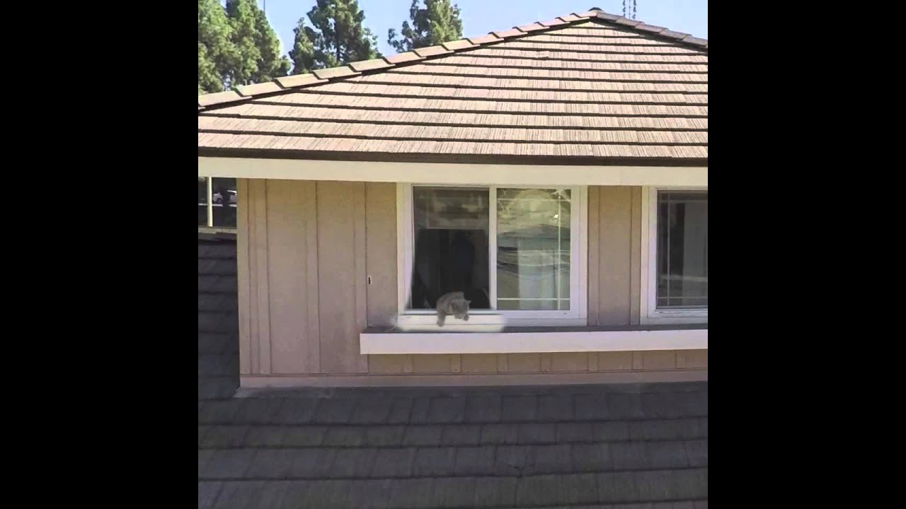 The Pursuit of Affection: A Cat's Romantic Quest