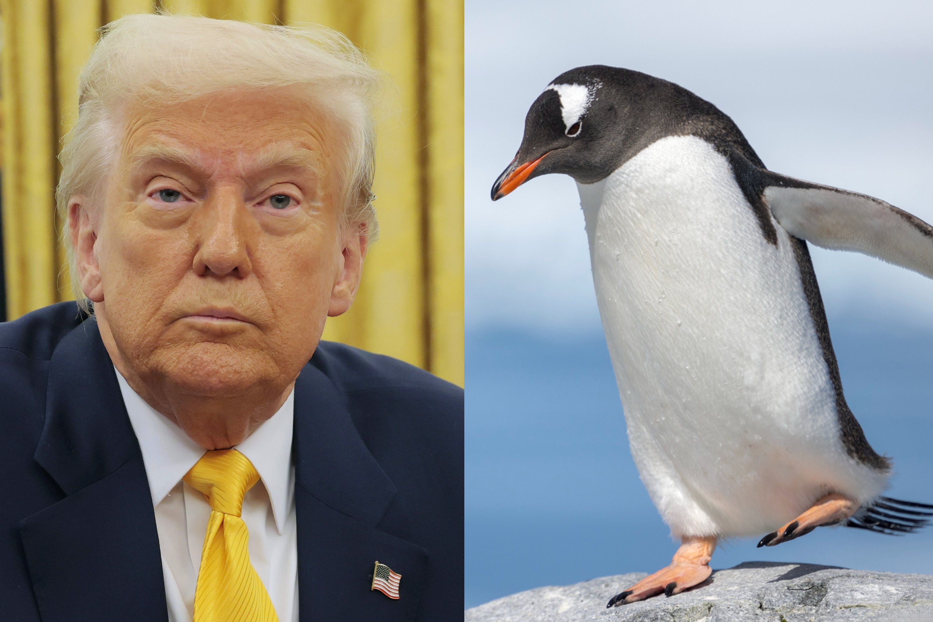The funniest reactions to penguins 'winning trade war against Trump' as ...
