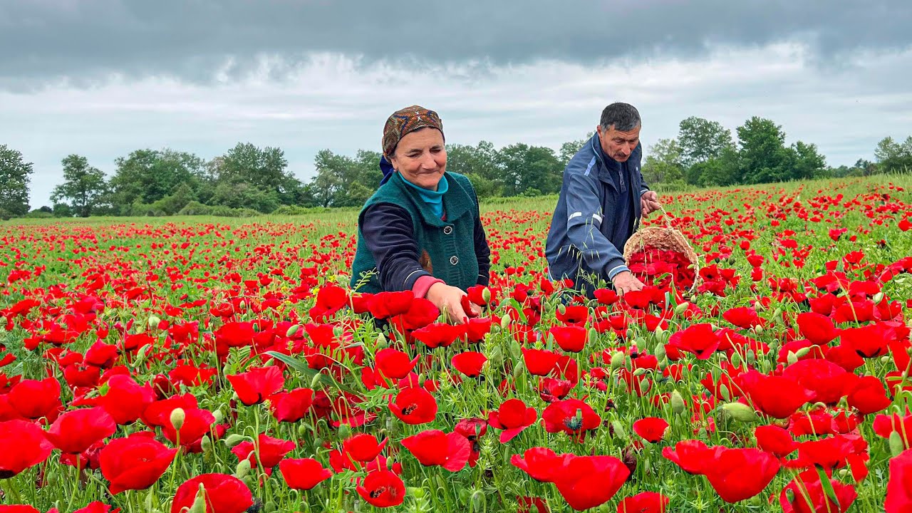 Making Wild Poppy Jam in an Azerbaijani Village