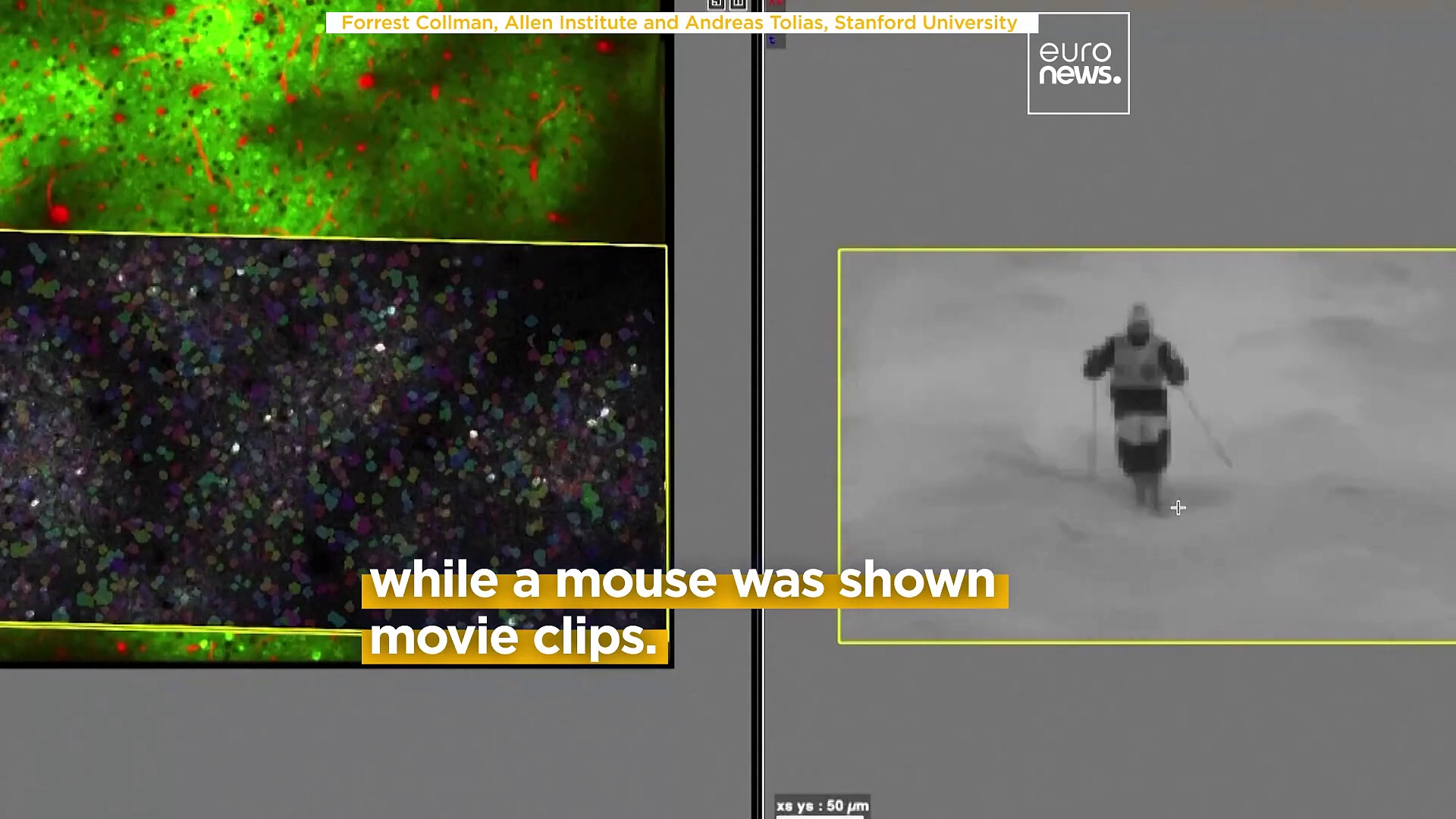 Scientists produce complex map of mouse's brain that could unravel ...