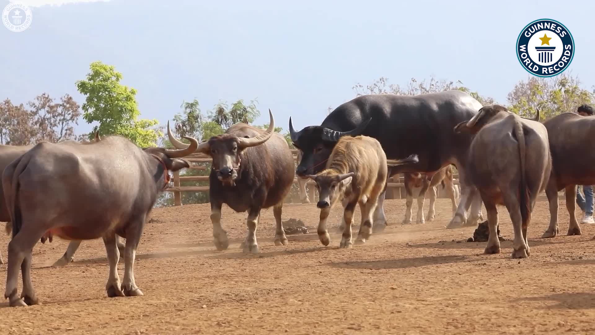Meet King Kong, the record-breaking water buffalo