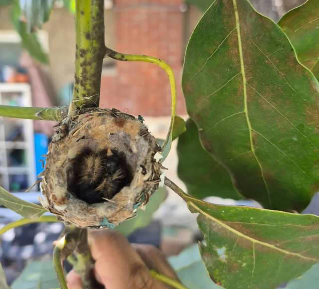 Gardener shares incredible images of heartwarming scene found in ...