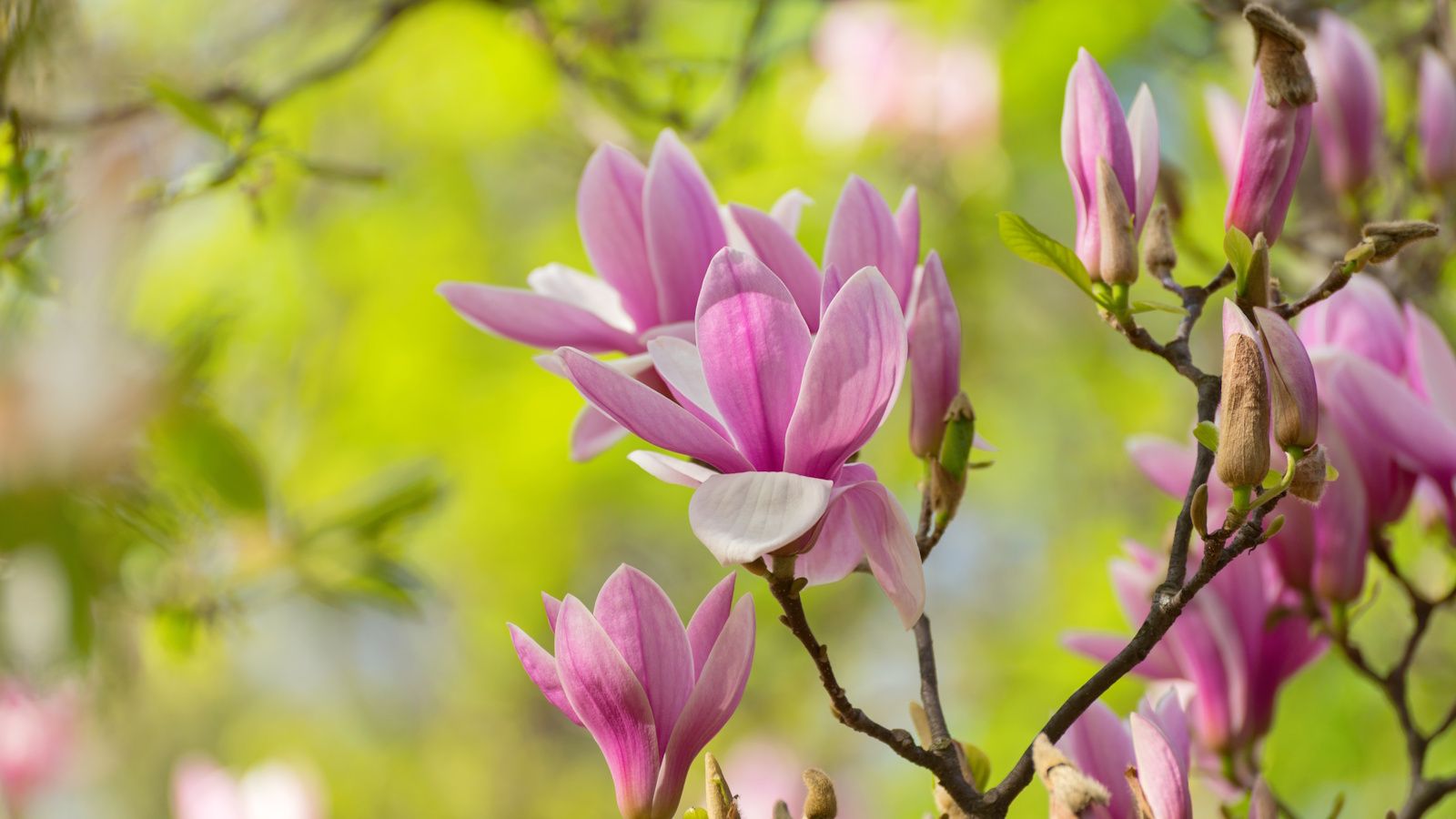 How to fertilize magnolias – garden experts reveal the secrets to ...