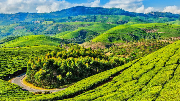 COONOOR, TAMIL NADU – RELAX AMIDST LUSH GREENERY AND SERENITY