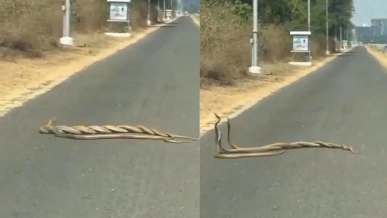 'Snake Dance' Or 'Snake Fight'? Bizarre Trio Of Serpents In Pune Sparks ...