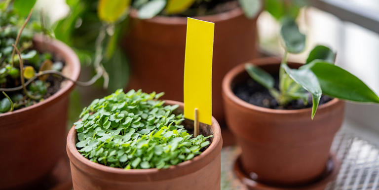 How to get rid of houseplant flies – 4 simple fixes, including a £2 ...