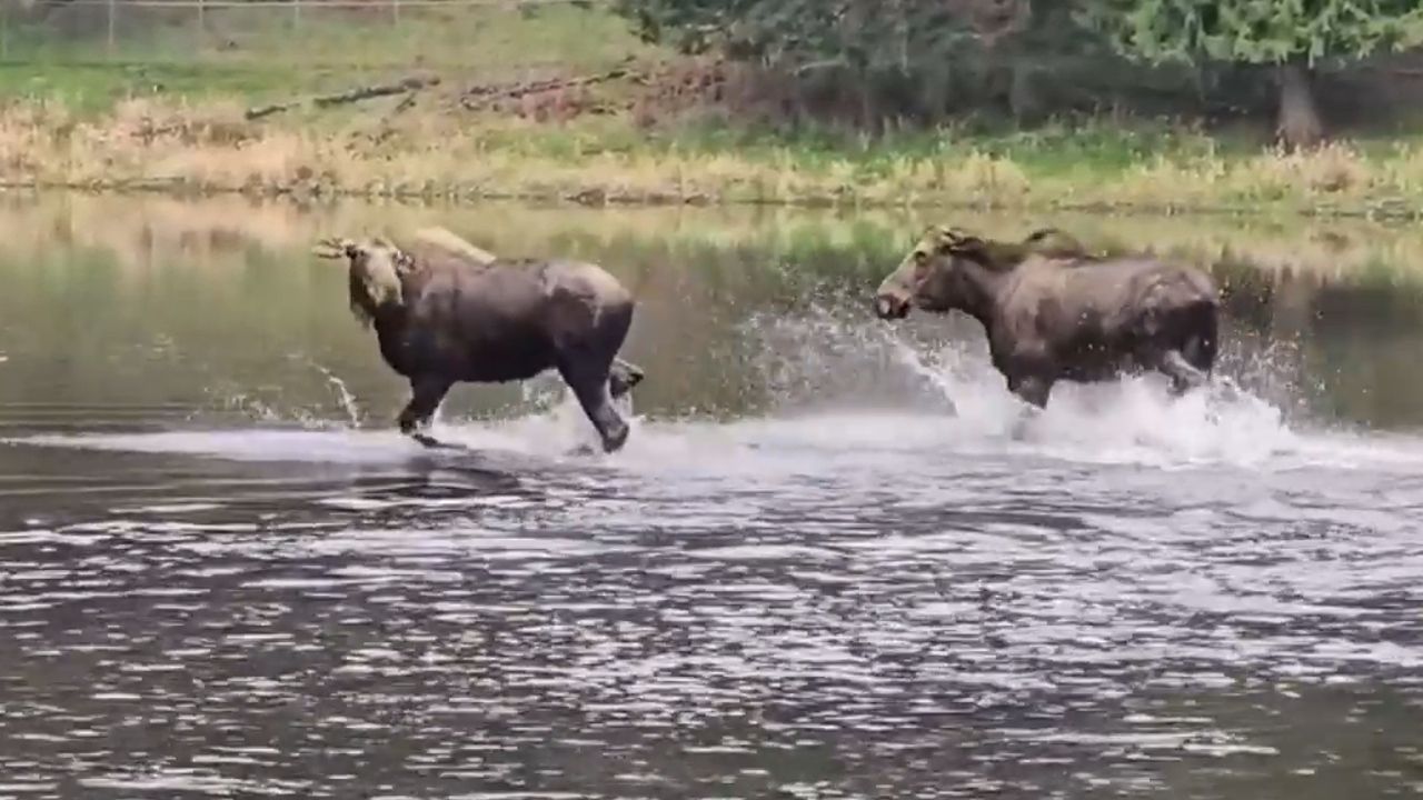 Bad im See: Glückliche Elche freuen sich auf den Frühling