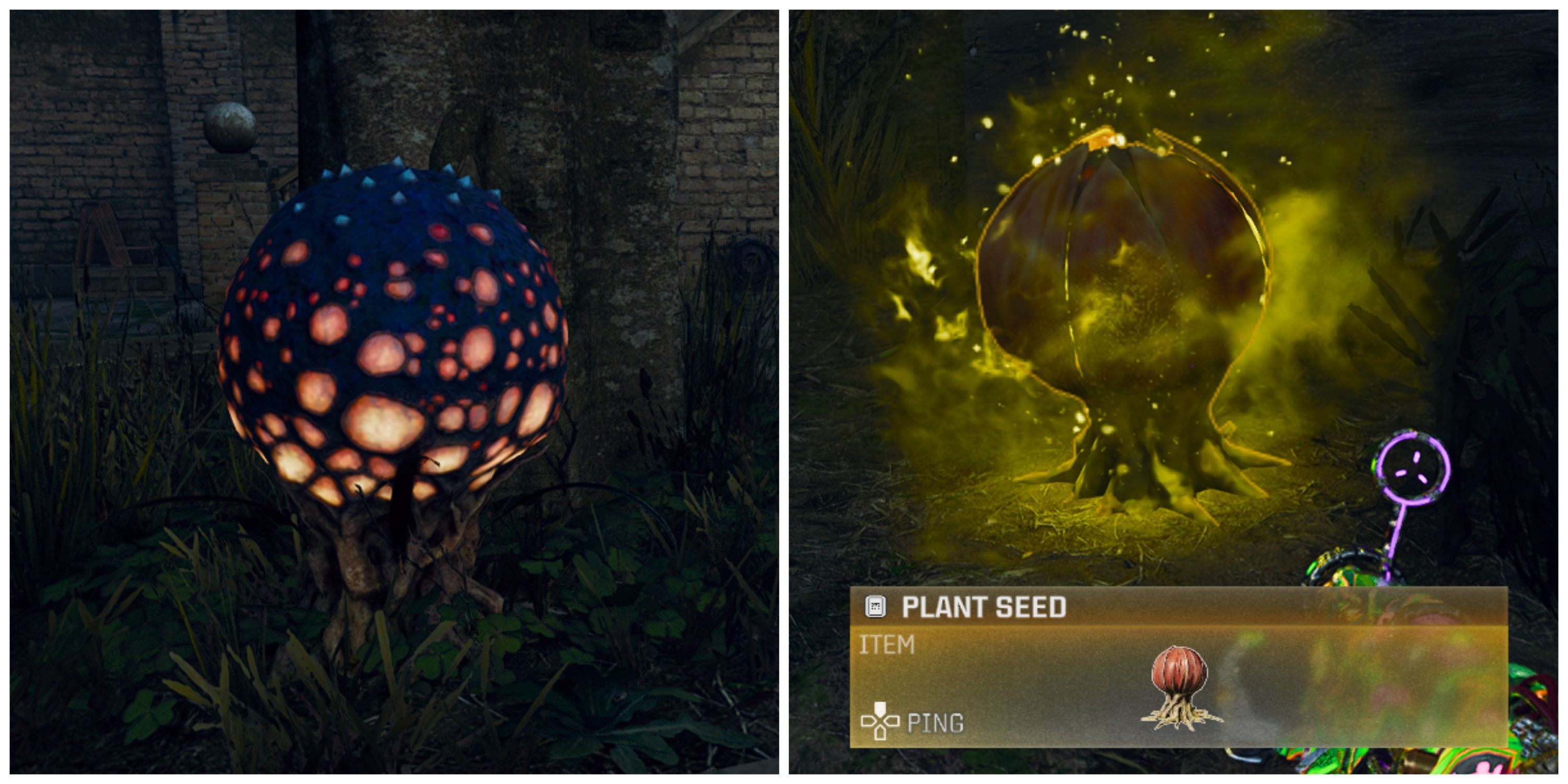 Shattered Veil: Plant Seed Locations (Black Ops 6)