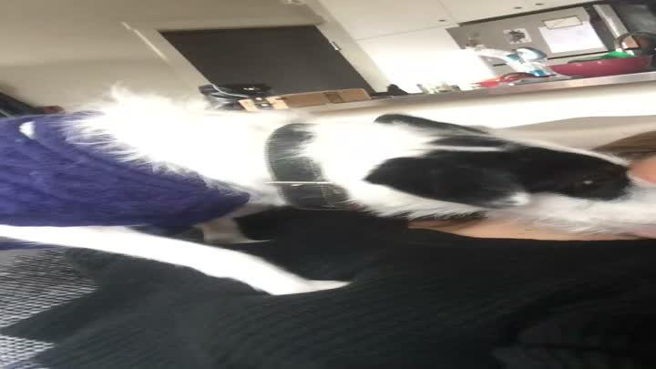 She Can’t Stop Licking Her Human’s Face—Too Cute to Handle