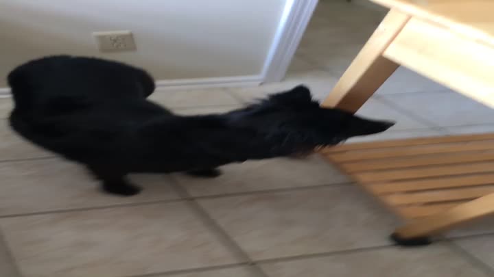 Human’s Weird Noises Have Dog Howling Like a Star