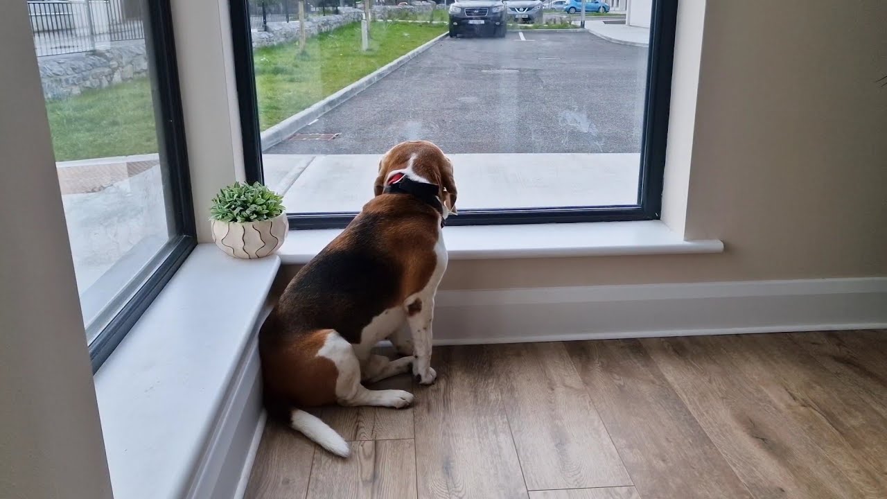 Beagle waits patiently for sister’s safe return from the vet