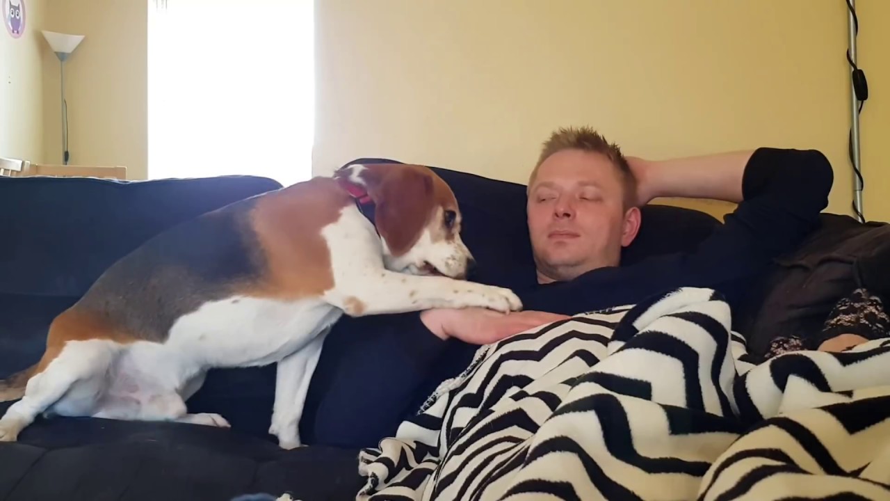 Needy beagle dog demands attention and petting