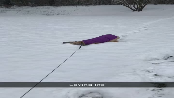 Dog Disappears Under Snow Like a Furry Burrito