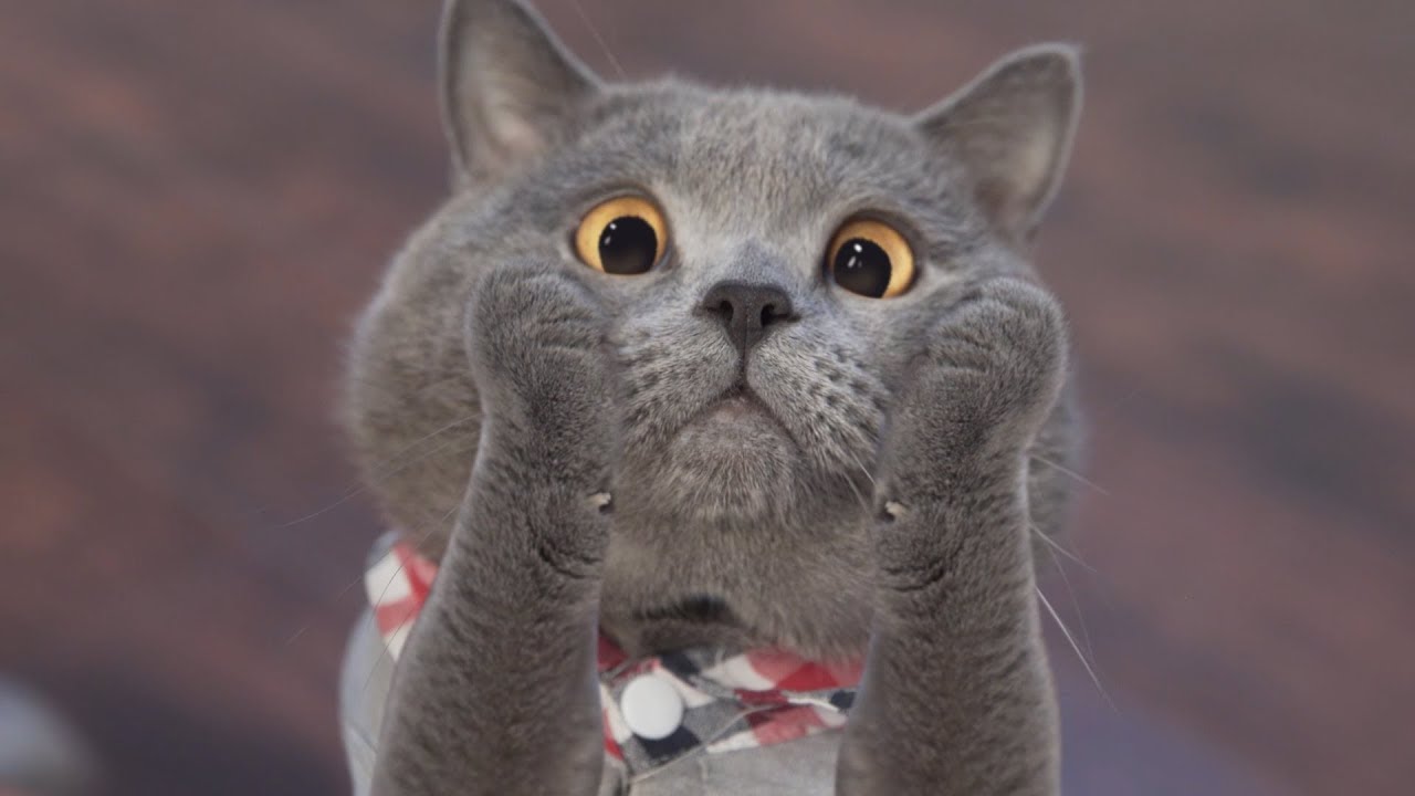 Curious cats react to trick or treat with adorable surprise