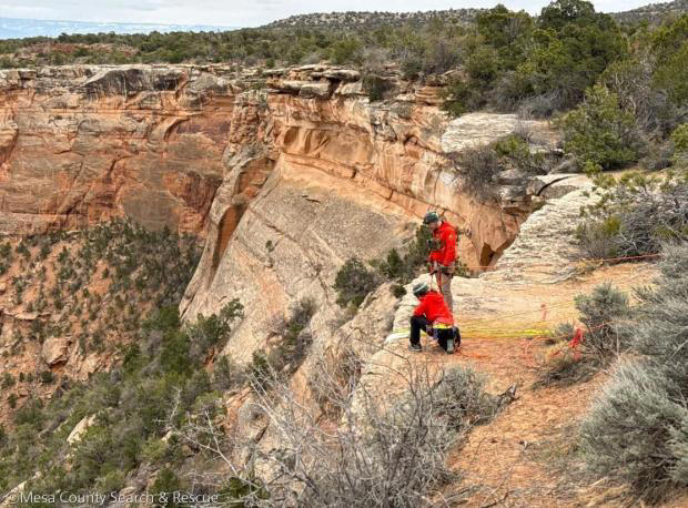 아파트 10층 높이 협곡에서 추락했는데..'뼈' 하나 안 부러진 기적의 강아지