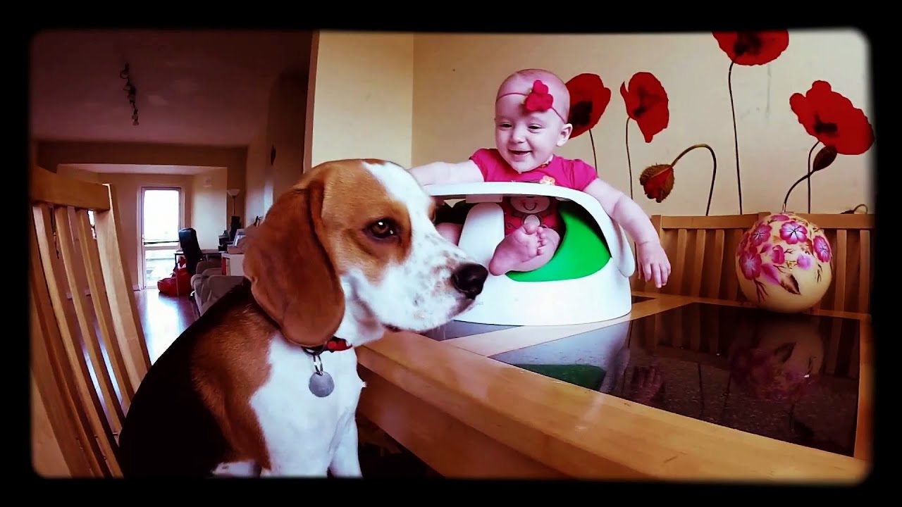 Beagle makes baby laugh with the cutest funny moments