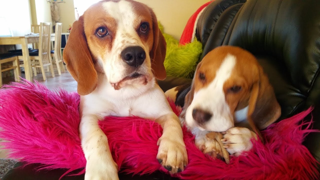 Beagles attempt to trade toys for a slice of pizza