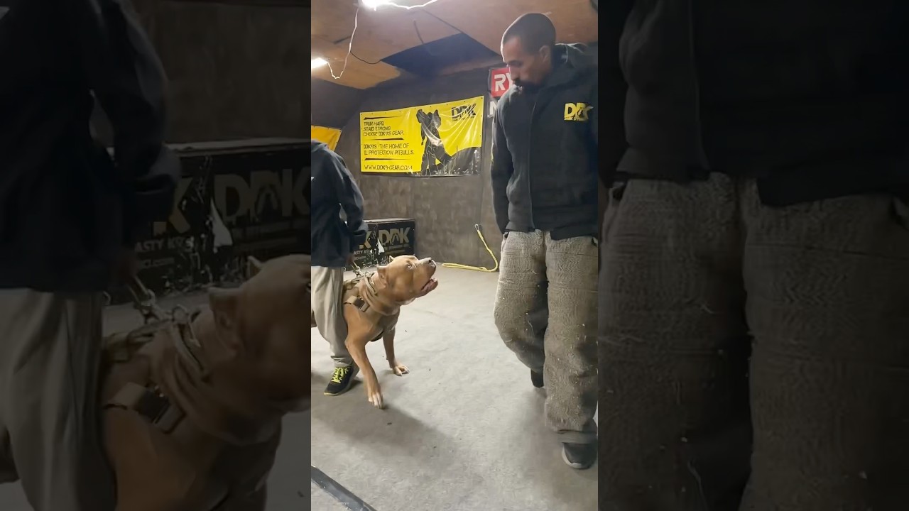 Practice makes this dog shine during defense exercises