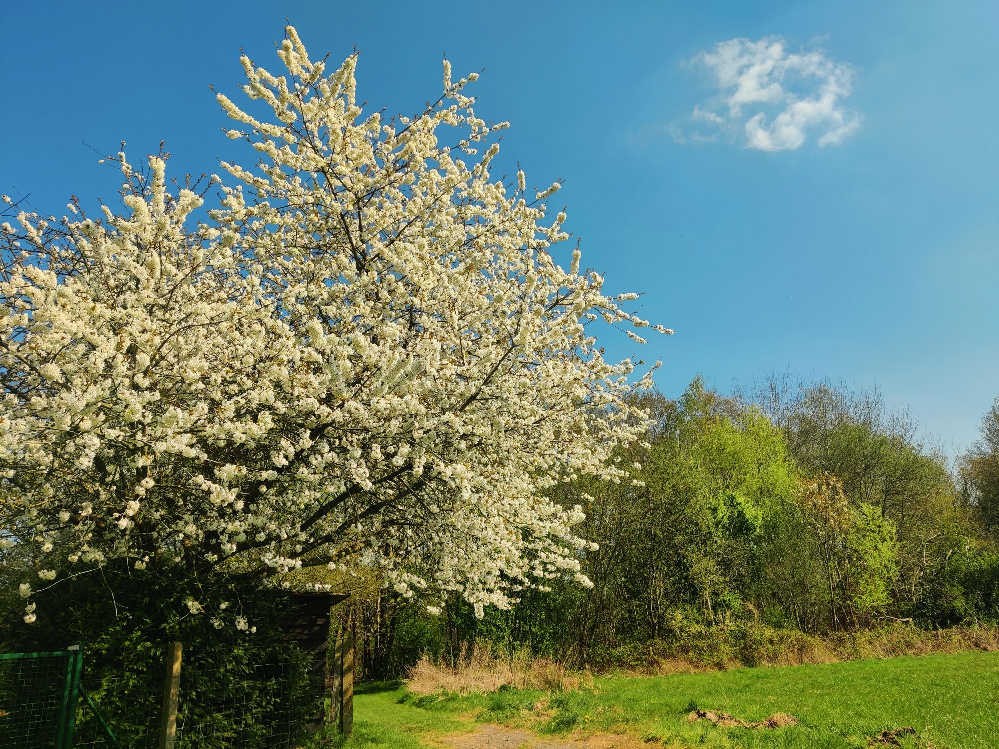 Weerman Samuel ziet een weeromslag volgende week na lente op zaterdag