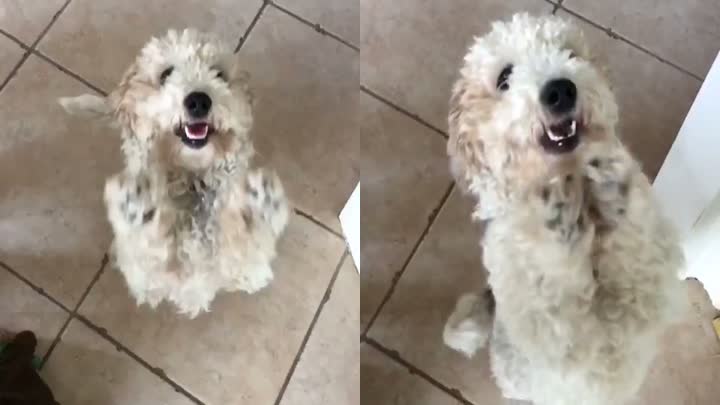 Slow-Mo Paws Clapping? This Dog’s Excited Dance Is Real