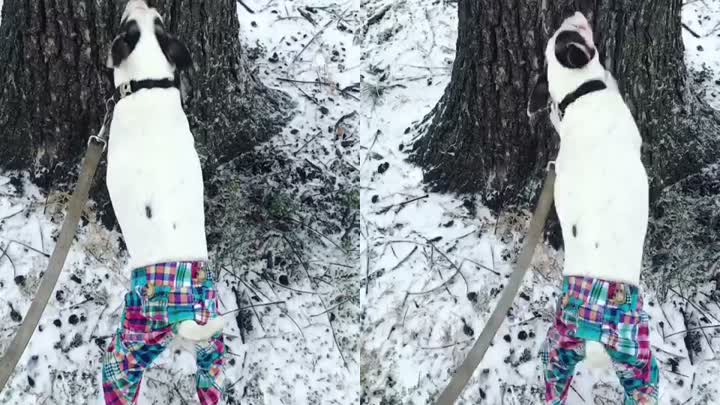 Adorable Pup in Pants Playfully Attacks Tree!