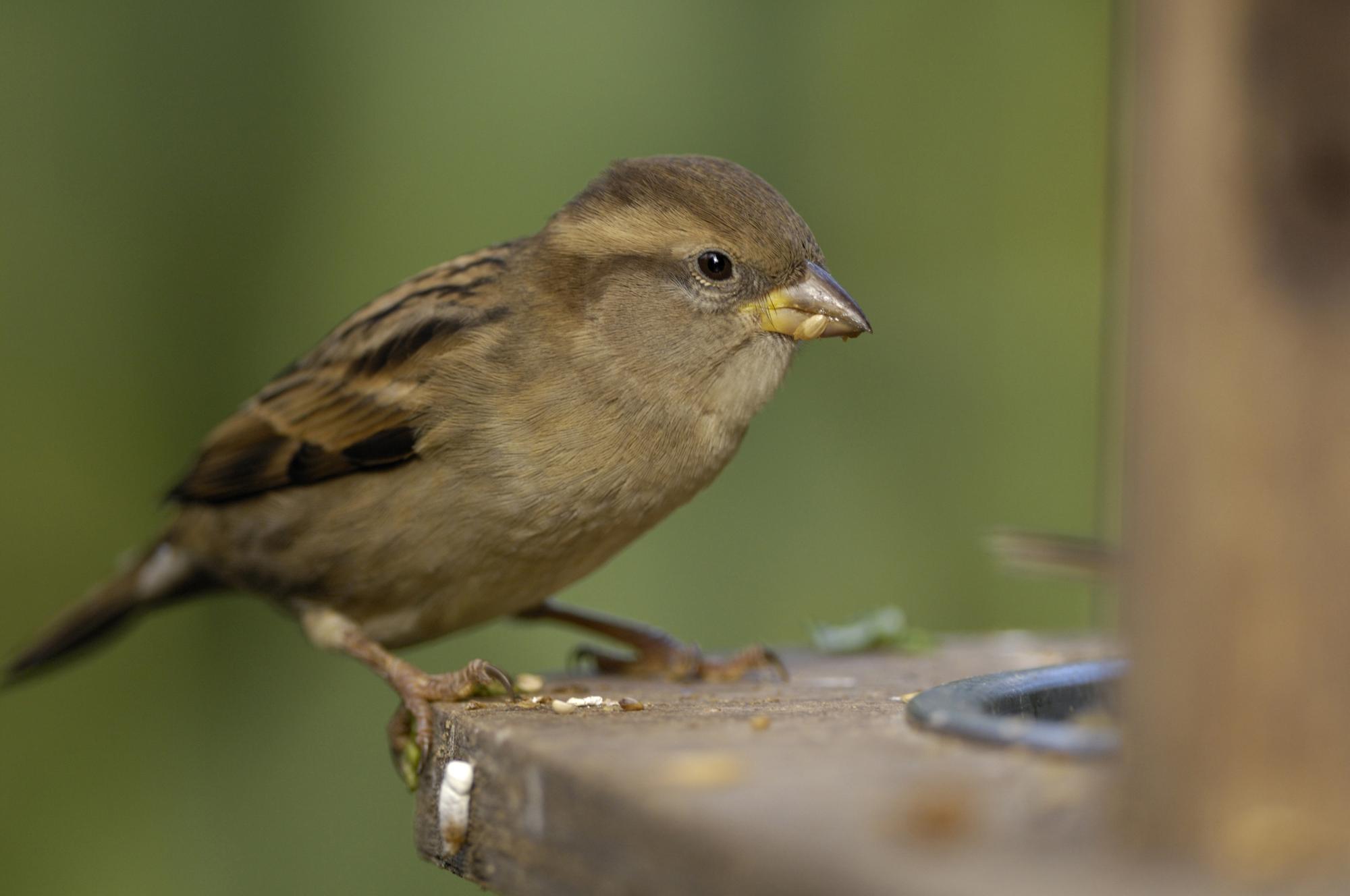 RSPB’s Big Garden Birdwatch results: A fun month for birdwatchers - but ...