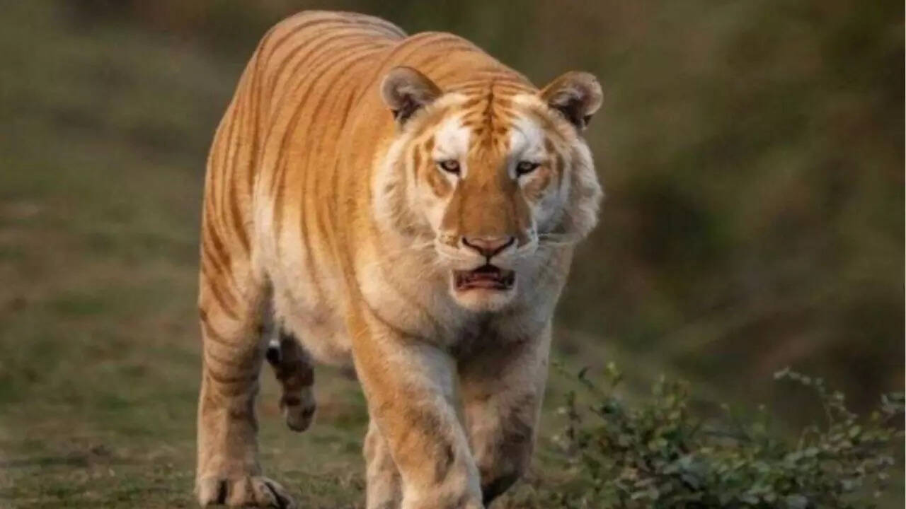 Rare golden tiger spotted in Kaziranga National Park – a once-in-a ...
