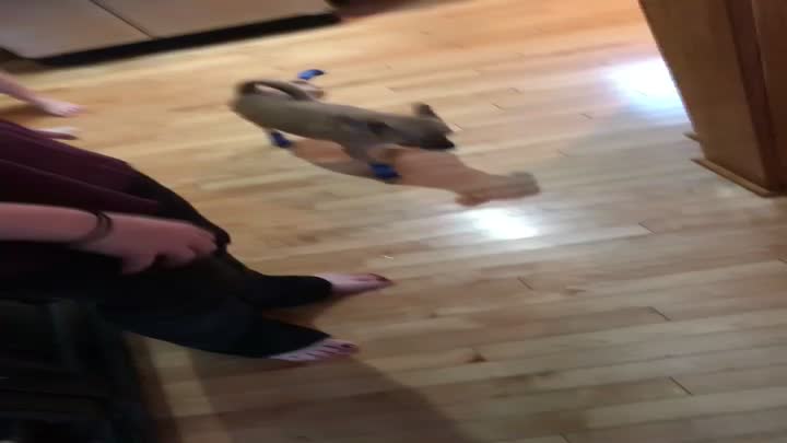 New Boots, Who Dis? Dog’s First Steps Are Priceless