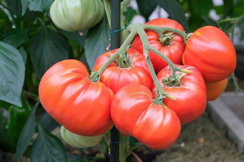 Make tomatoes grow 'bigger and tastier' with just a few kitchen scraps