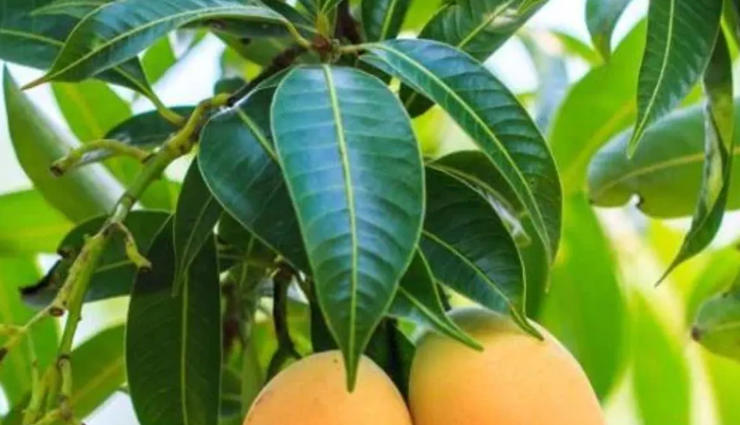 8 Amazing Health Benefits of Mango Leaves