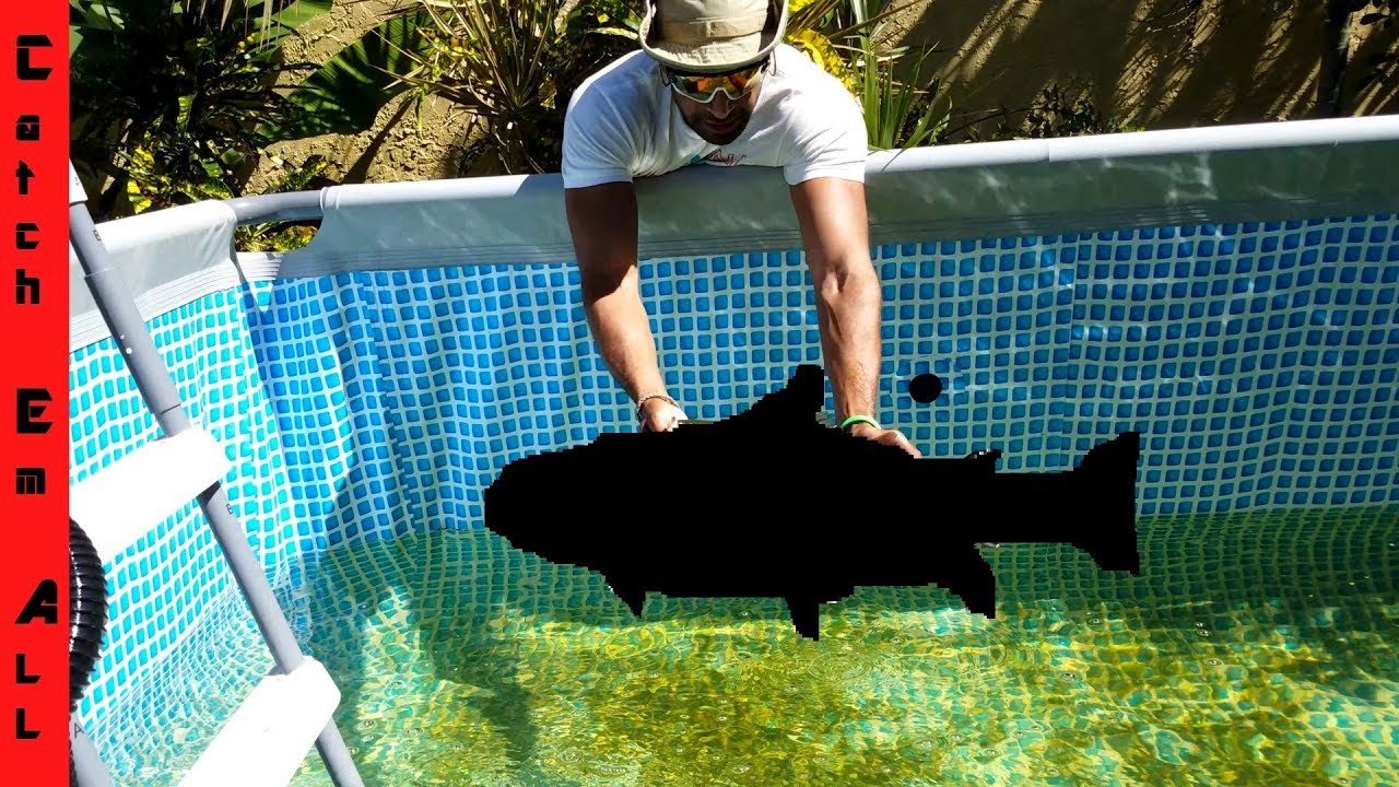 Transforming My Pond: In-Ground Upgrade and Fresh Fish!