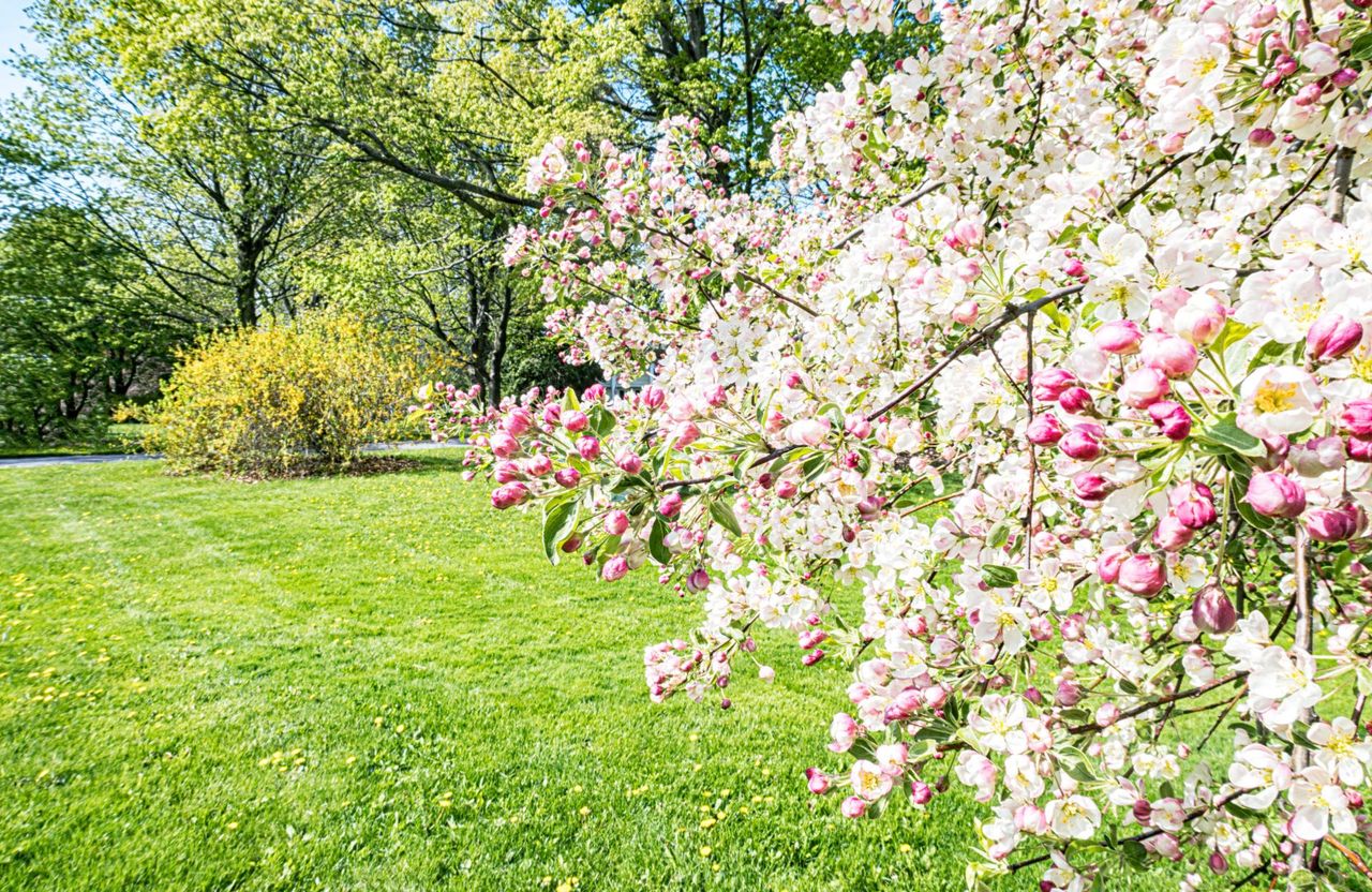 Les 8 plus beaux arbustes du printemps