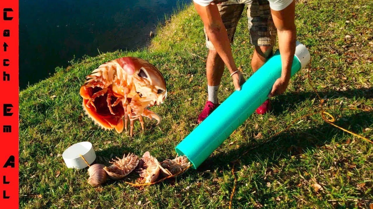 Building an effective isopod trap for crabs