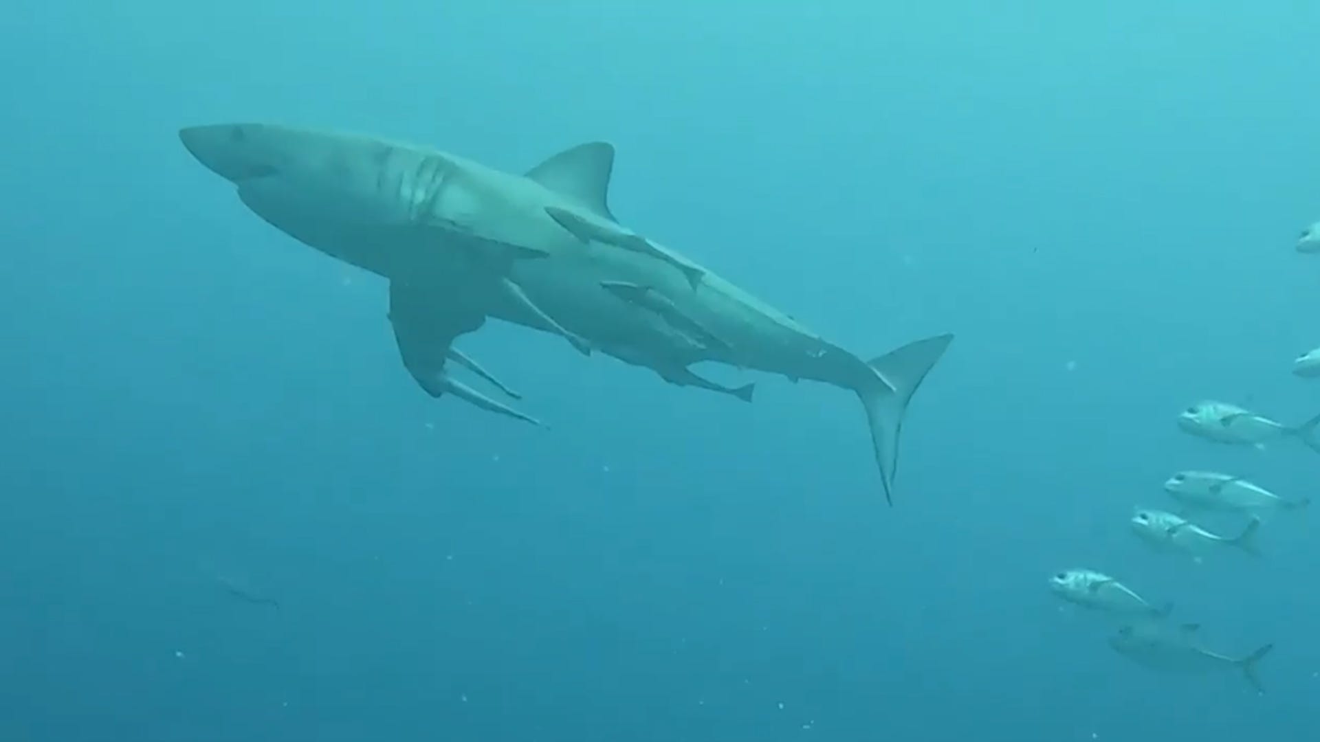 Shark cam captures Florida close encounters in nurse shark-great white ...