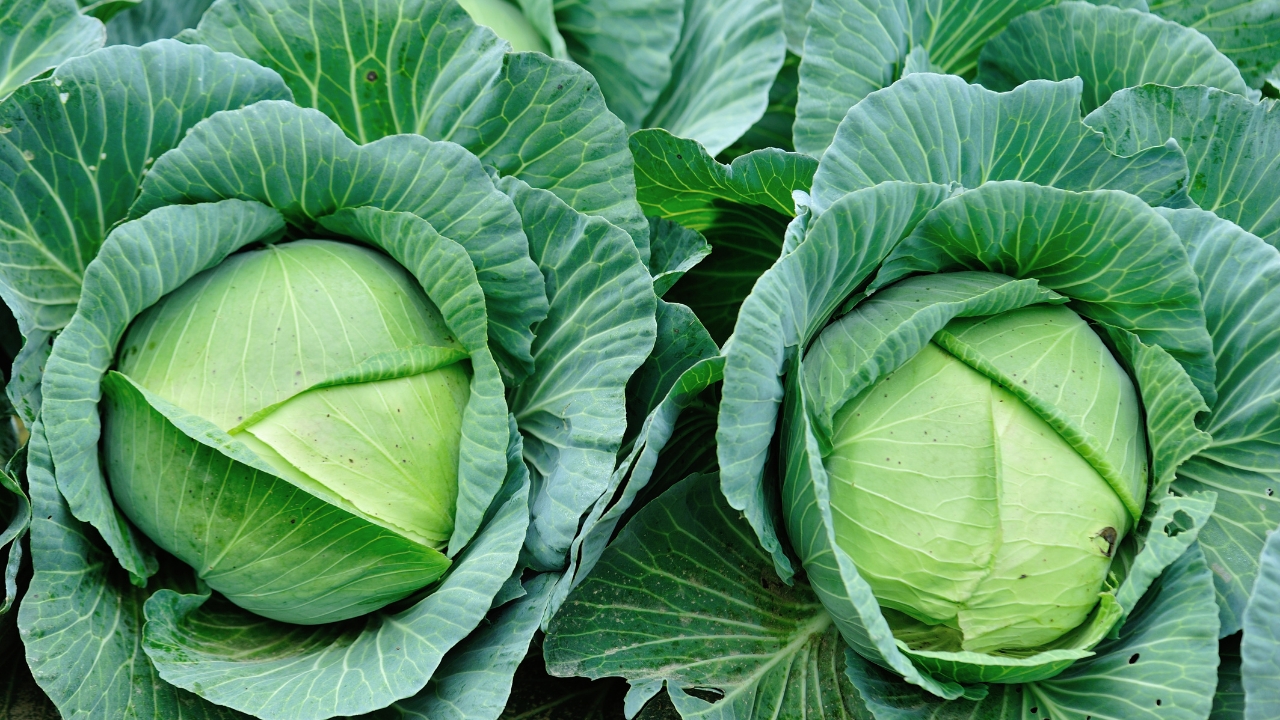 10 Best Crops to Grow for a Self-Sustaining Homestead