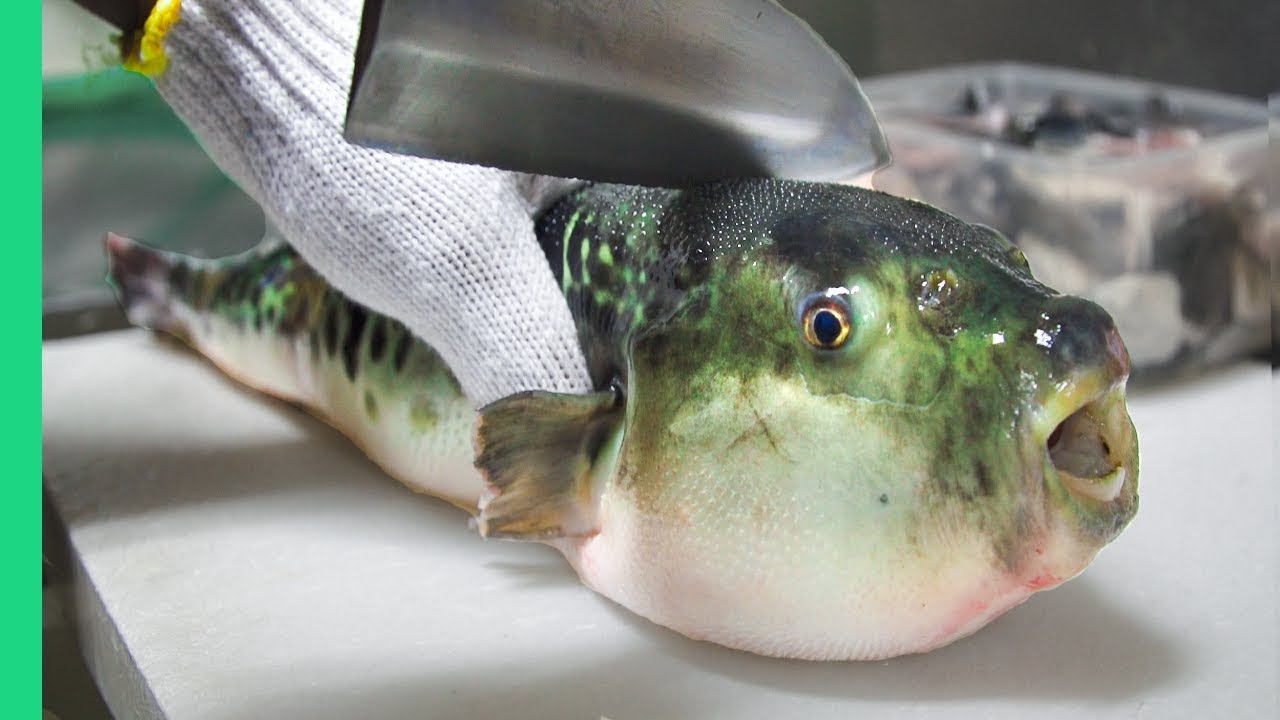 I Ate Japan’s Deadliest Fish