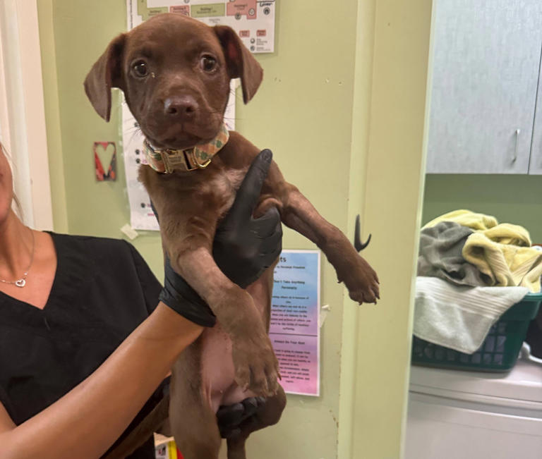 Celebrate National Pet Day with a new furry friend from Austin Pets ...