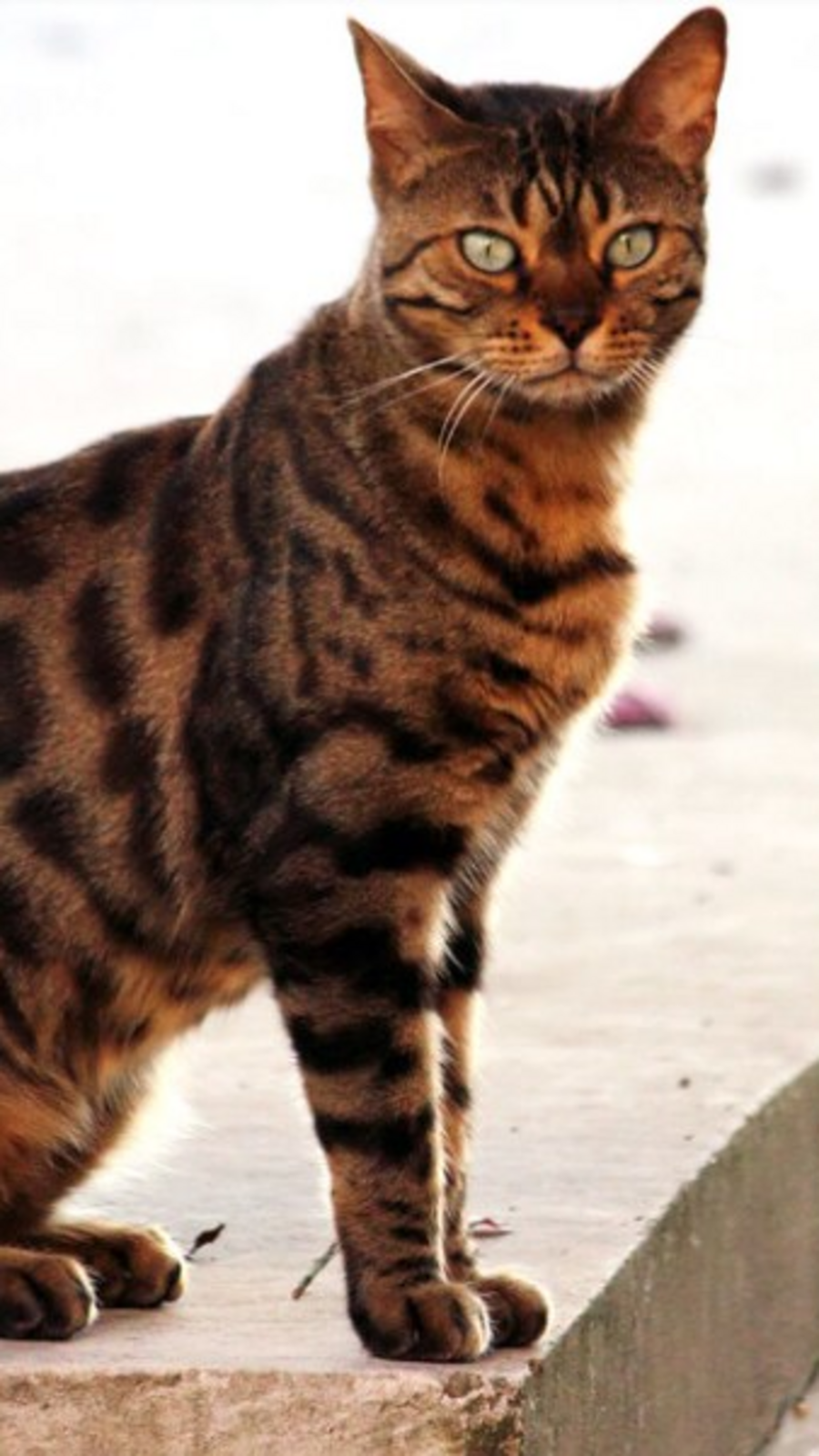 Most protective cat breeds in the world