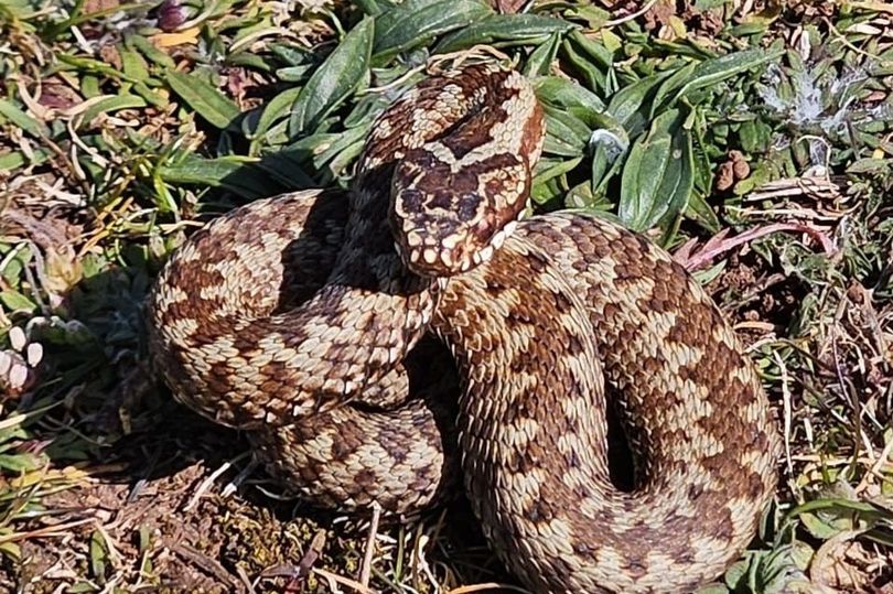 'Fatal bite' warning to dog owners after snake spotted at Welsh beauty spot