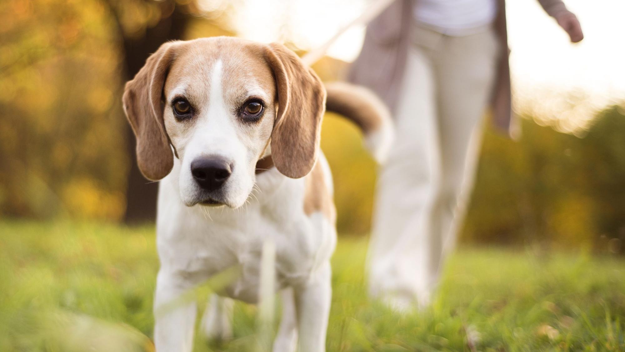 Research reveals a third of London pet parents believe their pets have ...