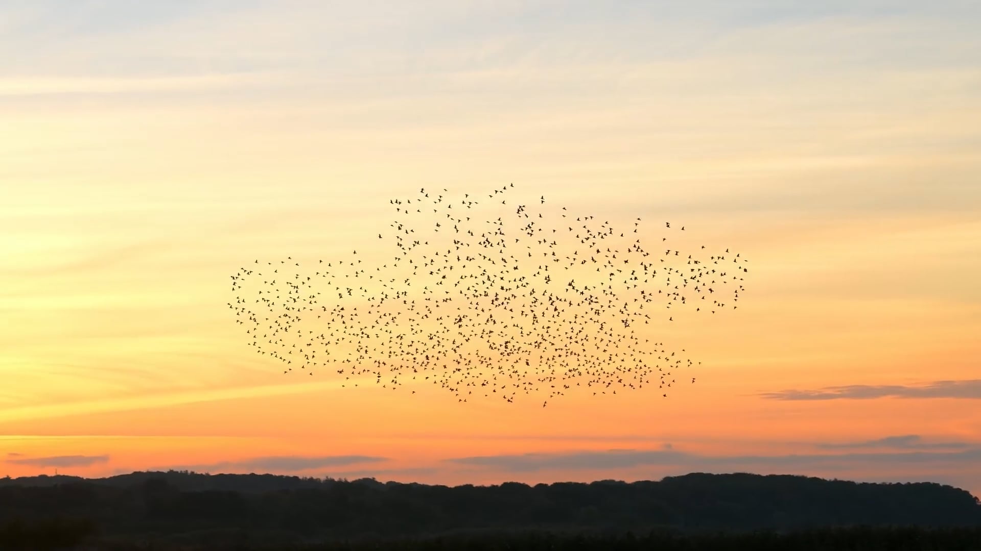 Birds in Sync: Starling Murmurations The Mesmerizing Power of Starling Murmurations