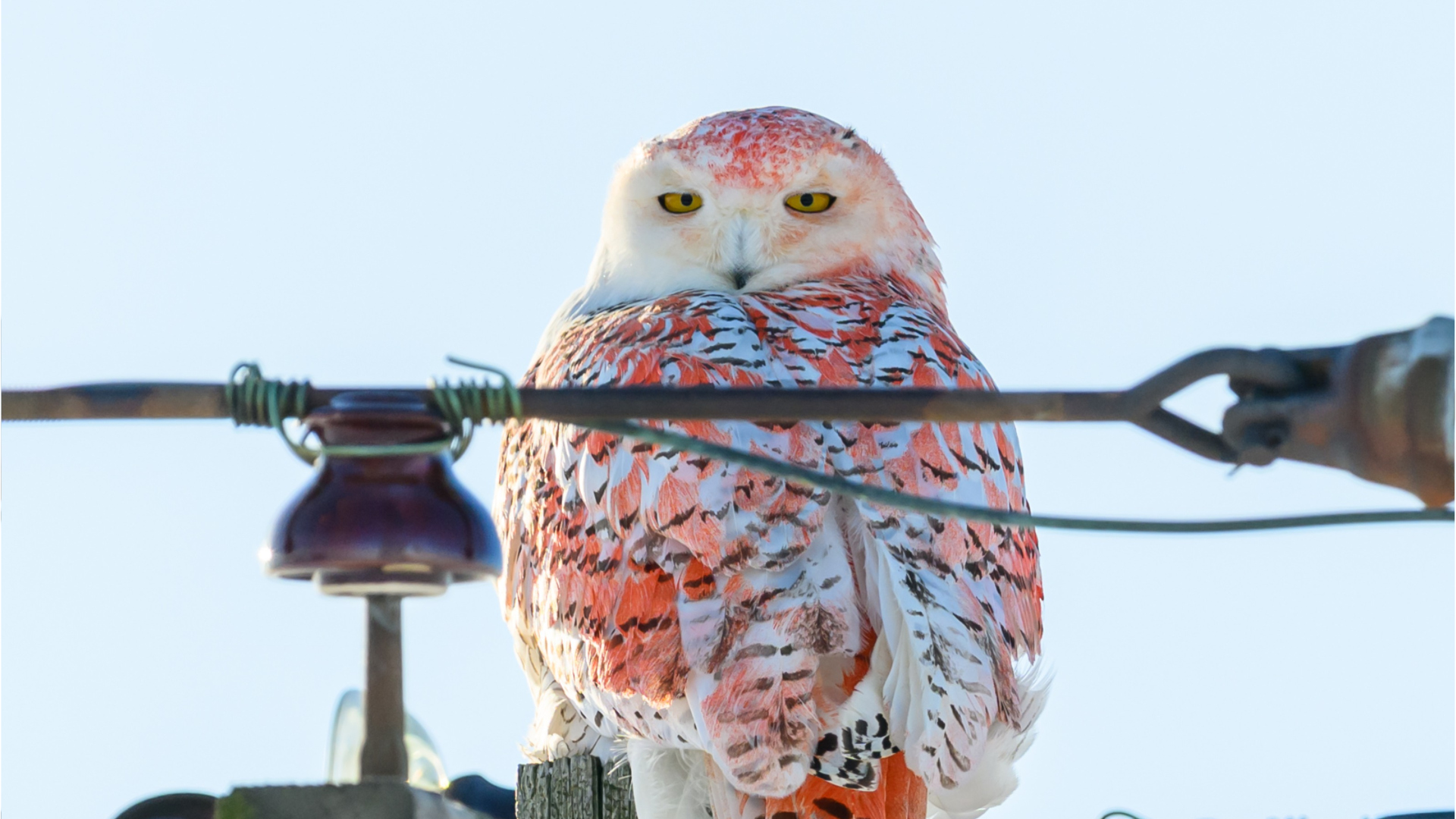 Fotógrafa conduce más de 1400 km. para fotografiar un búho nival ultra ...