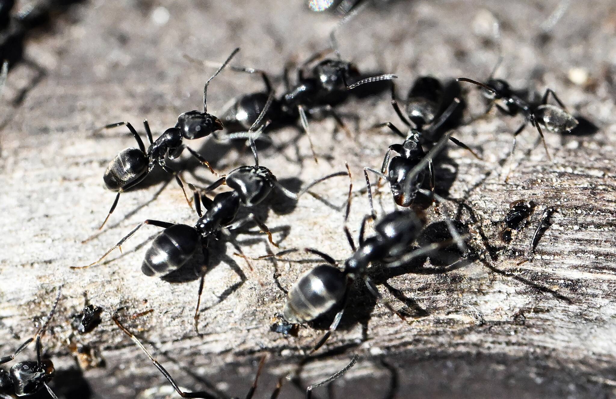 Aggro-Ameisen zerstören Häuser und Technik: Tapinoma magnum breitet ...